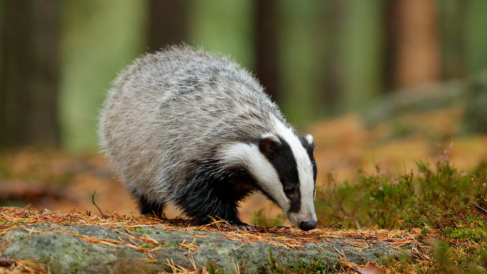 jezevec-lesni-2 – NSEV KLADNO – ČABÁRNA, o.p.s.